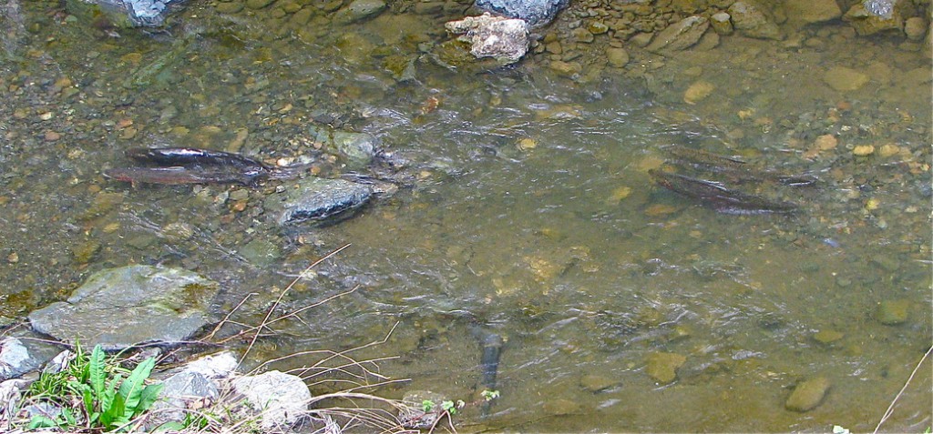 California – Wild Trout Streams