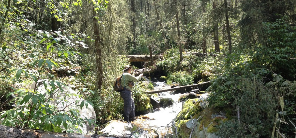 New Mexico Overview – Wild Trout Streams