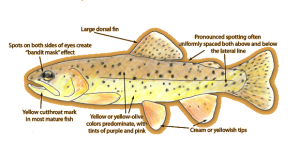 Apache Trout Identification – Wild Trout Streams