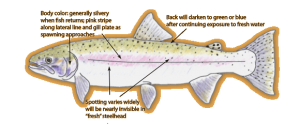 Steelhead Trout Identification – Wild Trout Streams